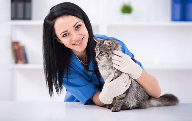 Veterinary Assistant Certification | Animal Behaviour College