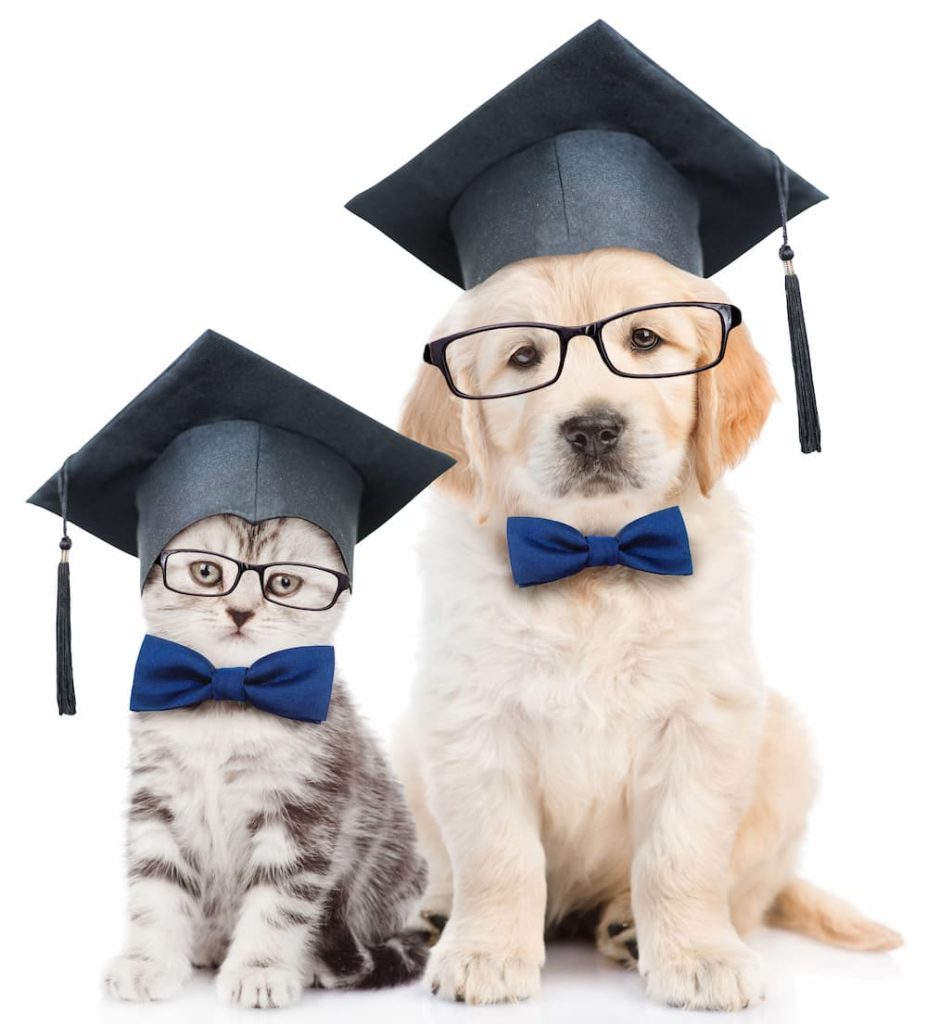 Why ABC? | Animal Behaviour College
