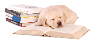 Dog Training Certification | Animal Behaviour College