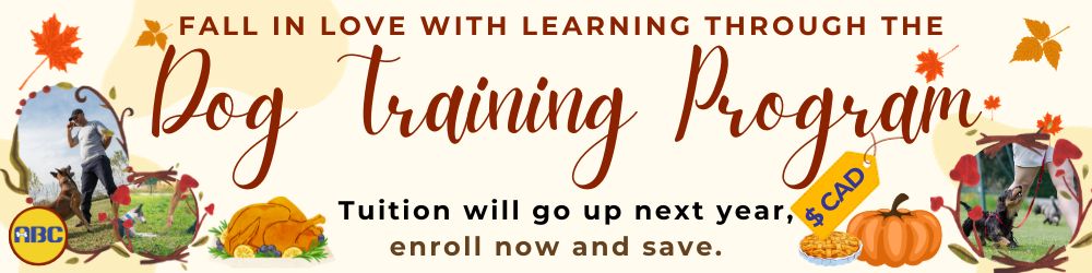 Dog Training Certification | Animal Behaviour College