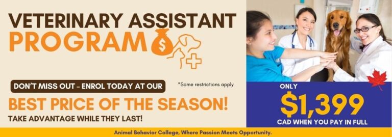 Veterinary Assistant Certification | Animal Behaviour College